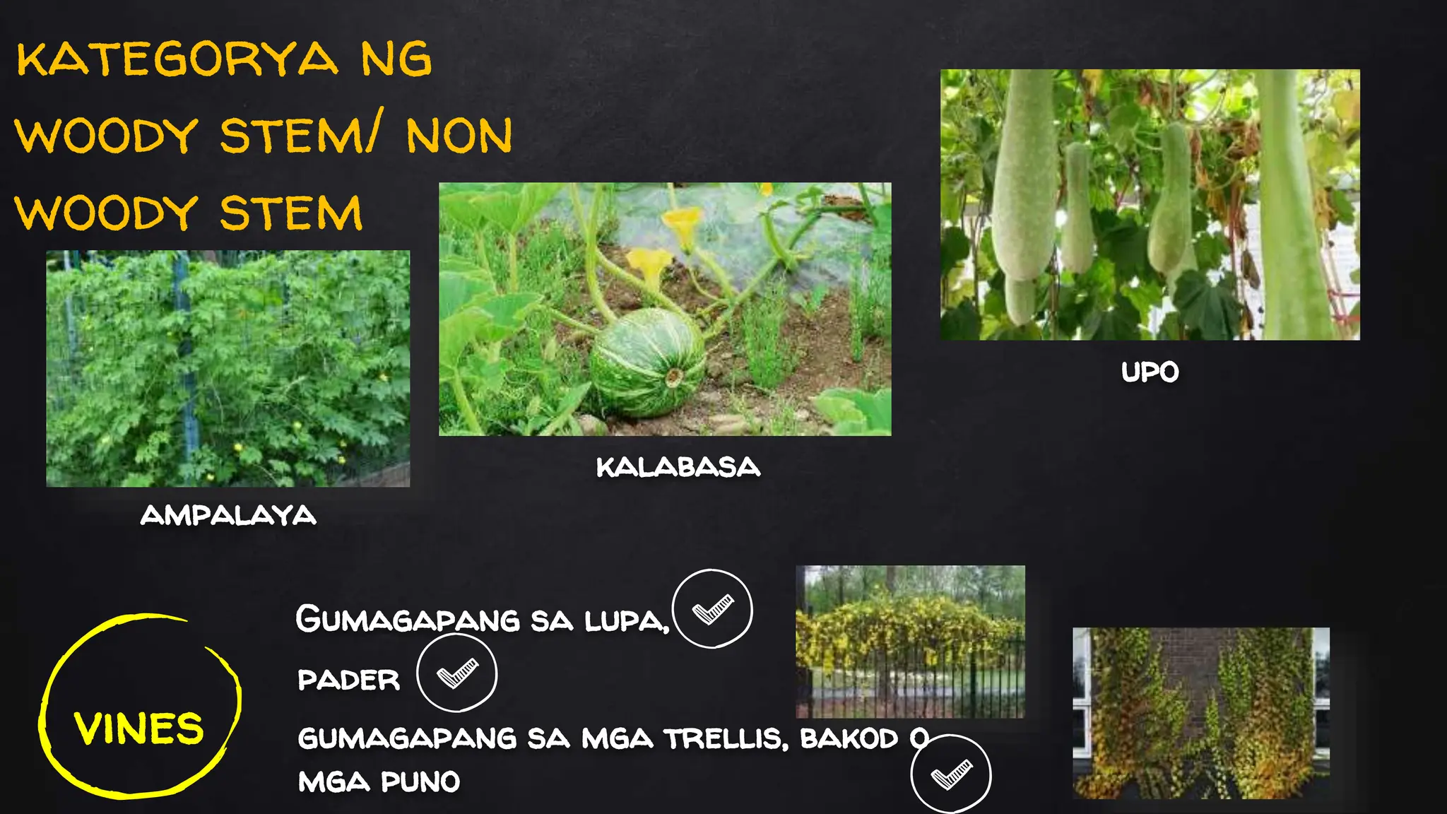 Sanga o tangkay ng halaman-Grade 3 .pptx