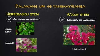 Sanga o tangkay ng halaman-Grade 3 .pptx