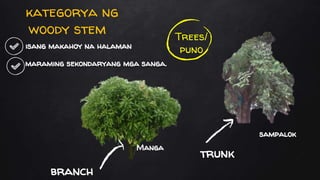 Sanga o tangkay ng halaman-Grade 3 .pptx