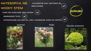 Sanga o tangkay ng halaman-Grade 3 .pptx