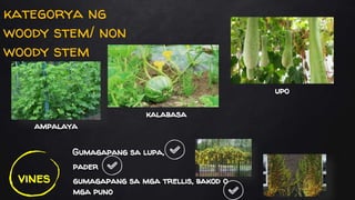 Sanga o tangkay ng halaman-Grade 3 .pptx