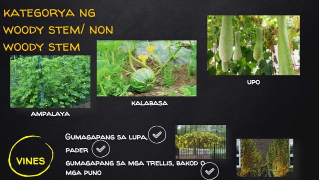 Sanga o tangkay ng halaman-Grade 3 .pptx