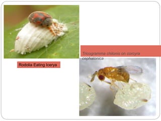 Role of biological control agent in crop protection | PPTX