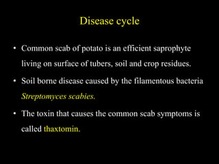 Common Scab of Potato | PPTX