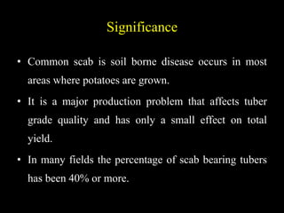 Common Scab of Potato | PPTX
