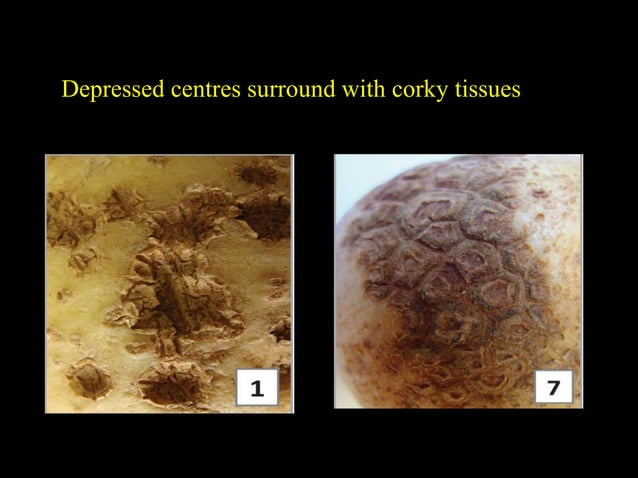 Common Scab of Potato | PPTX
