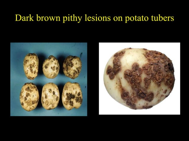 Common Scab of Potato | PPTX