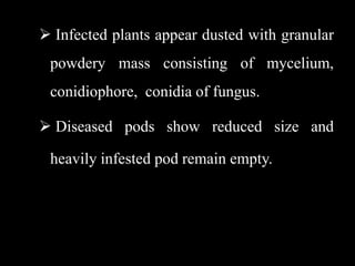 POWDERY MILDEW OF MUSTARD | PPTX
