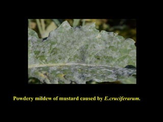 POWDERY MILDEW OF MUSTARD | PPTX