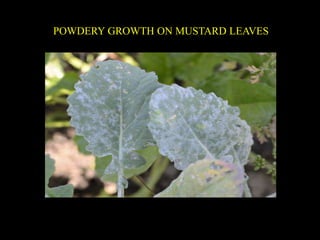 POWDERY MILDEW OF MUSTARD | PPTX