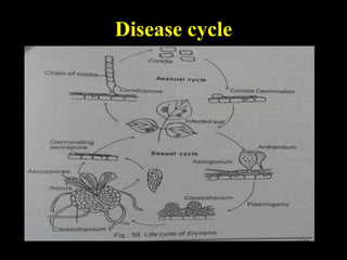 POWDERY MILDEW OF MUSTARD | PPTX