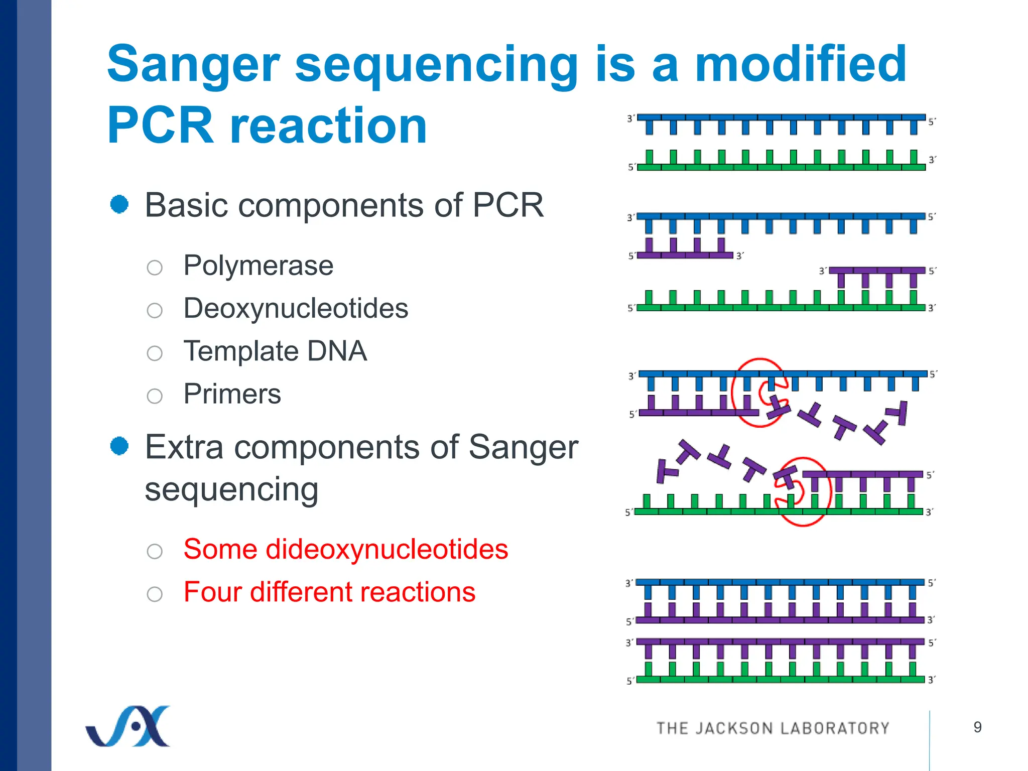 sanger-sequencing-presentation bases teoricas.pptx | Chemistry | Science