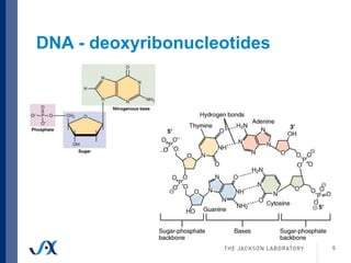 sanger-sequencing-presentation bases teoricas.pptx | Chemistry | Science