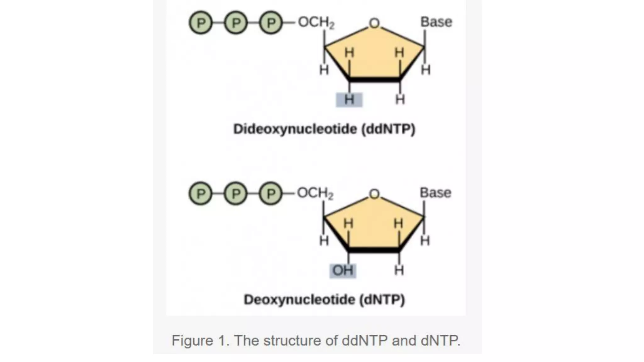 Sanger-Shortgun sequencing.pdf