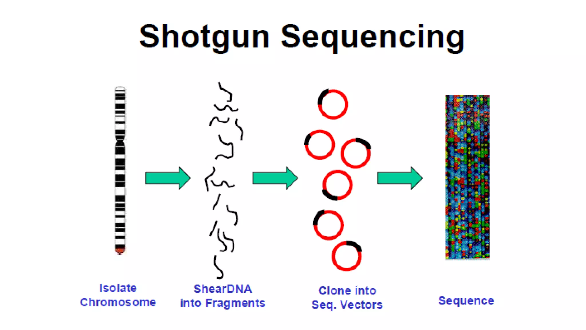 Sanger-Shortgun sequencing.pdf