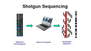 Sanger-Shortgun sequencing.pdf