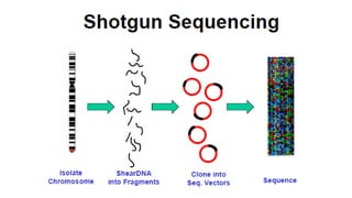 Sanger-Shortgun sequencing.pdf