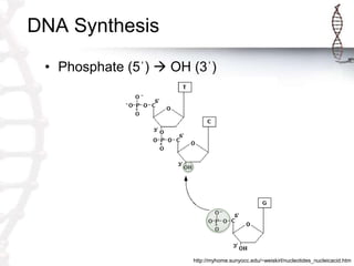 Sanger Dideoxy Method | PPTX