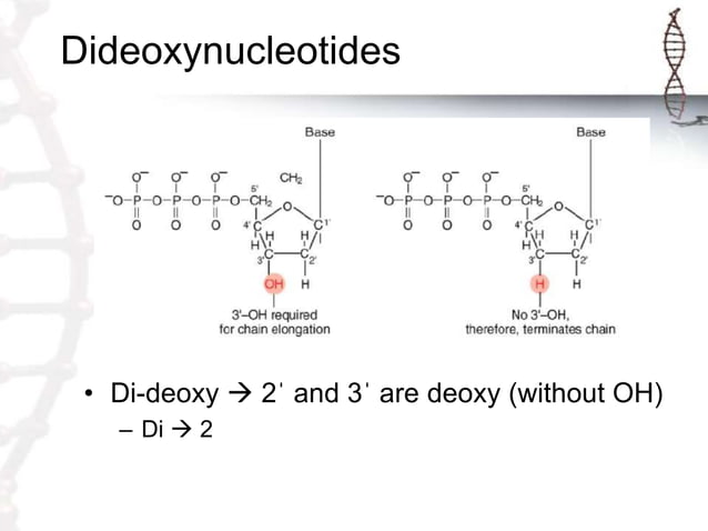 Sanger Dideoxy Method | PPTX