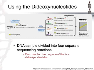 Sanger Dideoxy Method | PPTX