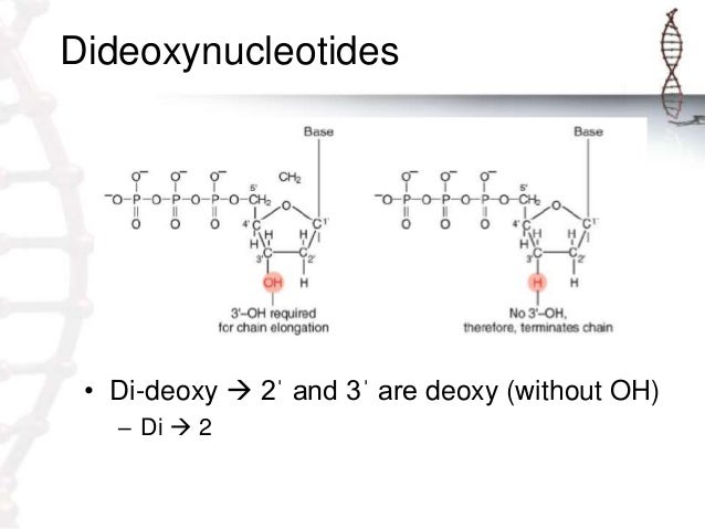 Sanger Dideoxy Method