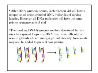 sanger method of dna sequencing in biology | PPTX