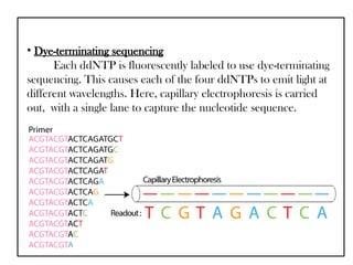 sanger method of dna sequencing in biology | PPT