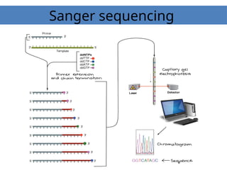 sanger method of dna sequencing in biology | PPTX