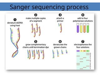 sanger method of dna sequencing in biology | PPT
