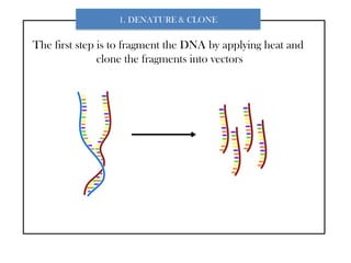 sanger method of dna sequencing in biology | PPT