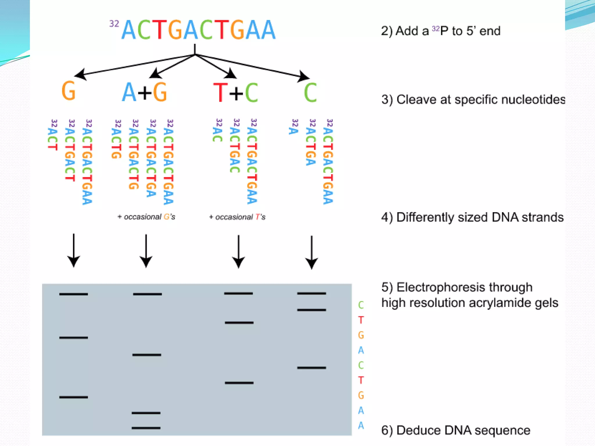 Sanger & maxam gilbert sequencing @ujjwalsirohi | PPT