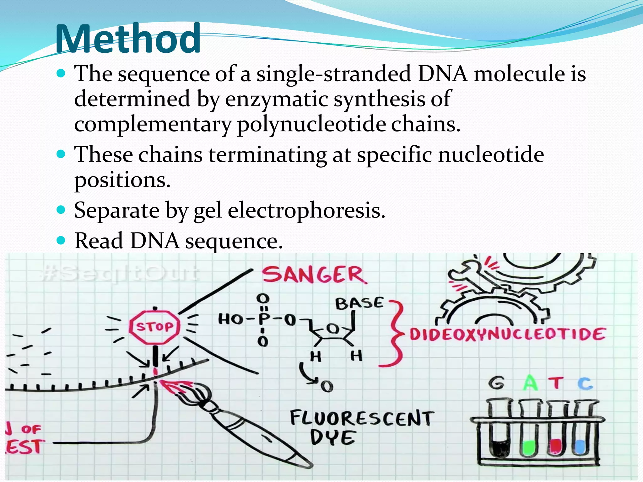 Sanger & maxam gilbert sequencing @ujjwalsirohi | PPT