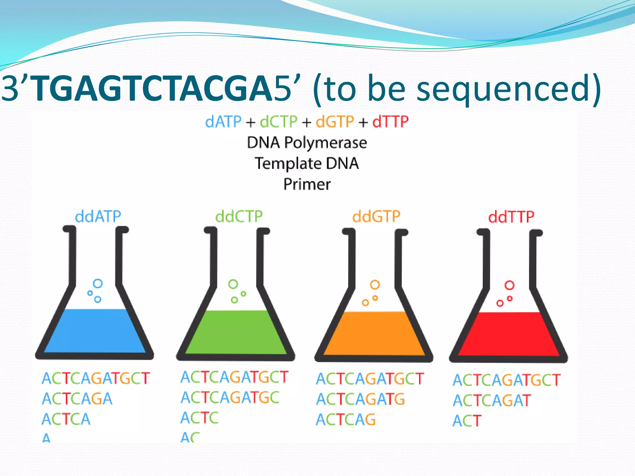 Sanger & maxam gilbert sequencing @ujjwalsirohi | PPT