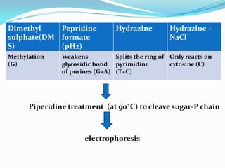 Sanger & maxam gilbert sequencing @ujjwalsirohi | PPT