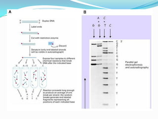 Sanger & maxam gilbert sequencing @ujjwalsirohi | PPT