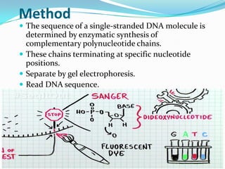Sanger & maxam gilbert sequencing @ujjwalsirohi | PDF