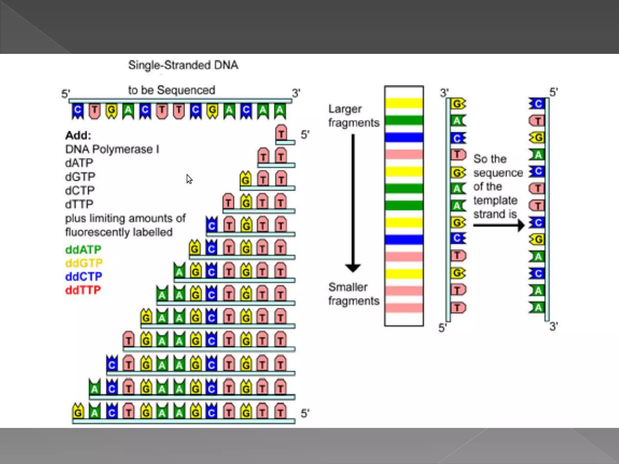 Sanger sequencing | PPTX