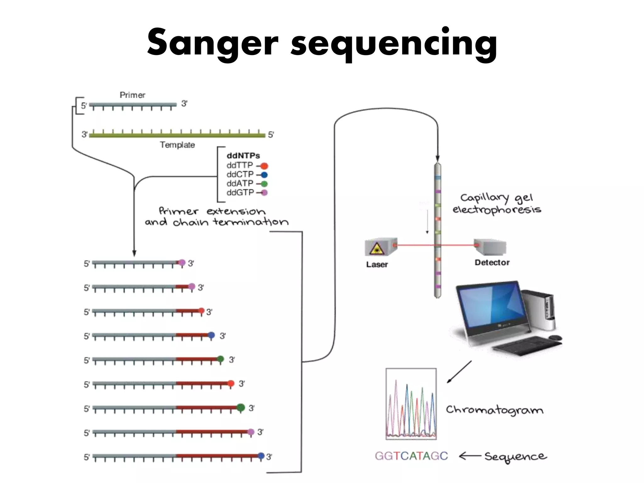 Sanger sequencing (DNA sequencing by ENZYMATIC METHOD) | PPTX