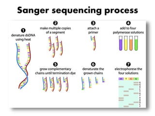 Sanger sequencing (DNA sequencing by ENZYMATIC METHOD) | PPT