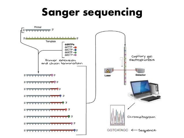 Sanger sequencing (DNA sequencing by ENZYMATIC METHOD)