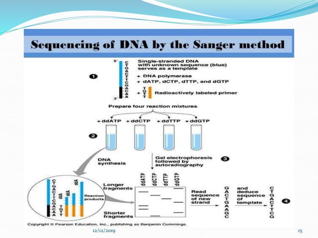 Sanger sequencing revised | PPTX | Chemistry | Science