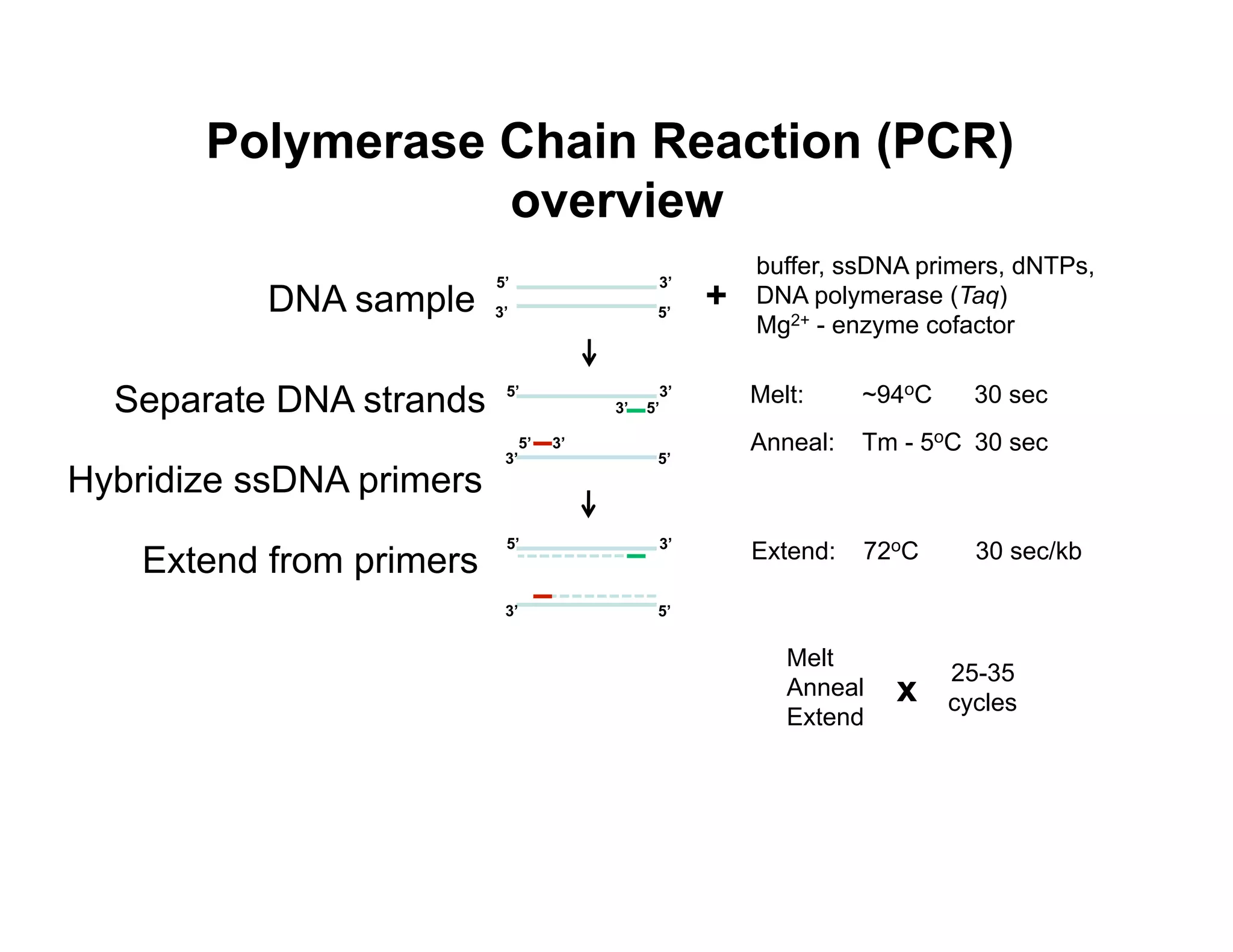 Sanger Sequencing | PDF