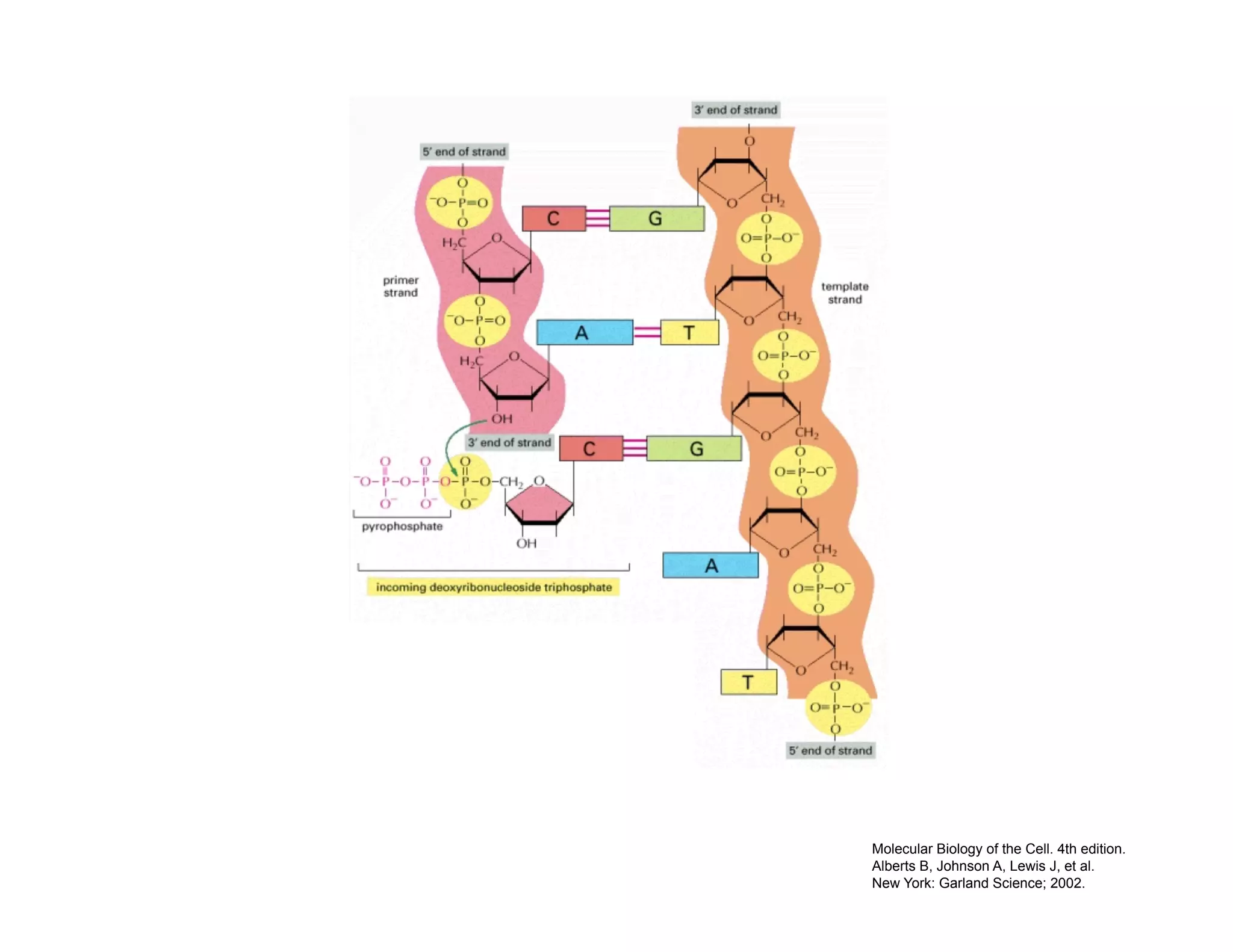 Sanger Sequencing | PDF
