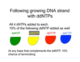 Sanger Sequencing | PDF