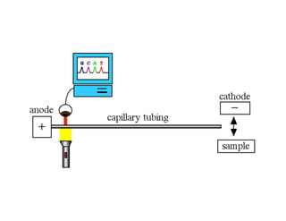 Sanger Sequencing | PDF