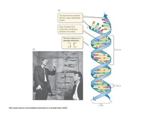 Sanger Sequencing | PDF