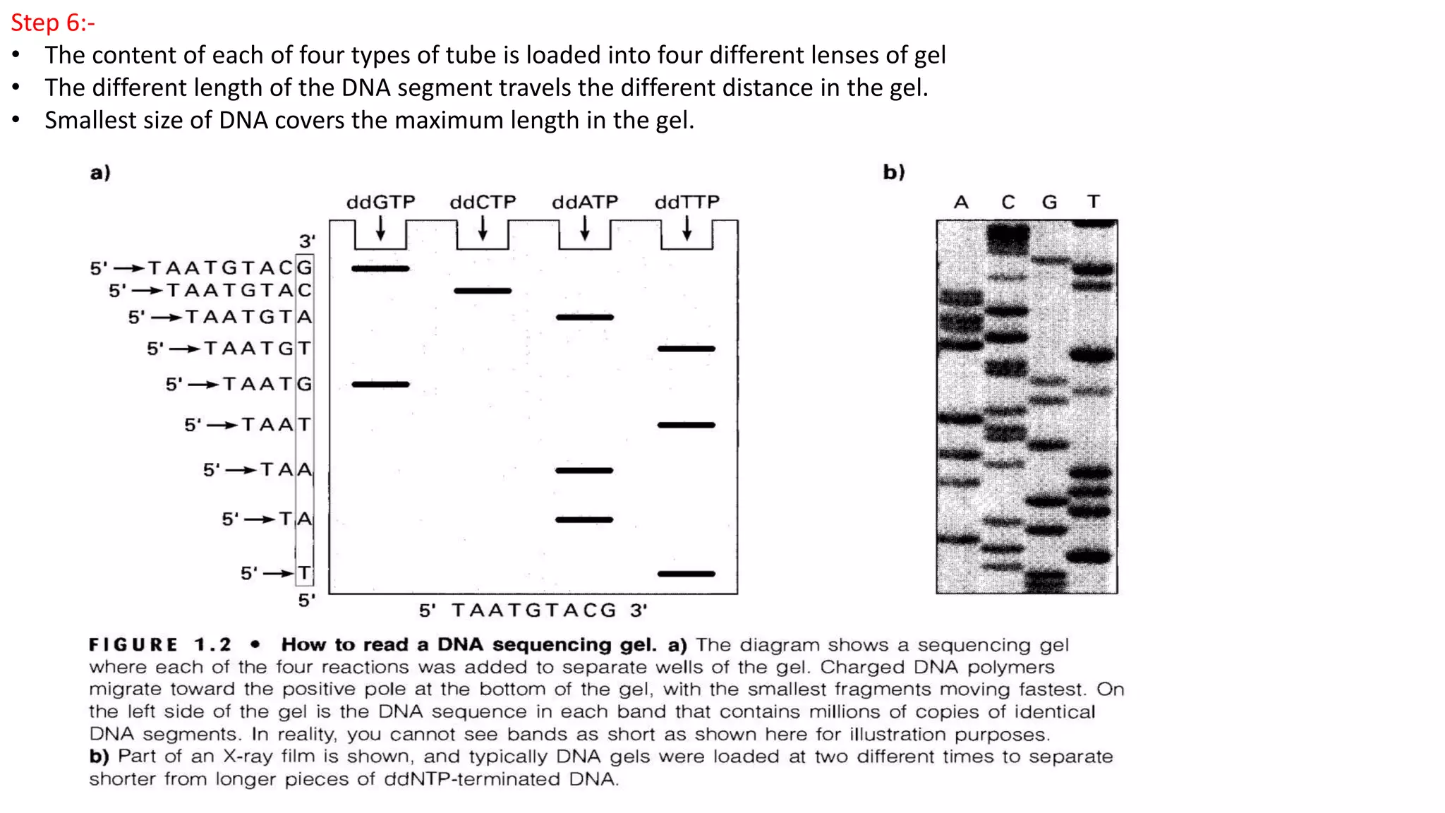 Sangers method for DNA Sequencing | PPTX
