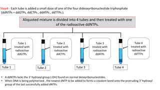Dideoxyribonucleotide