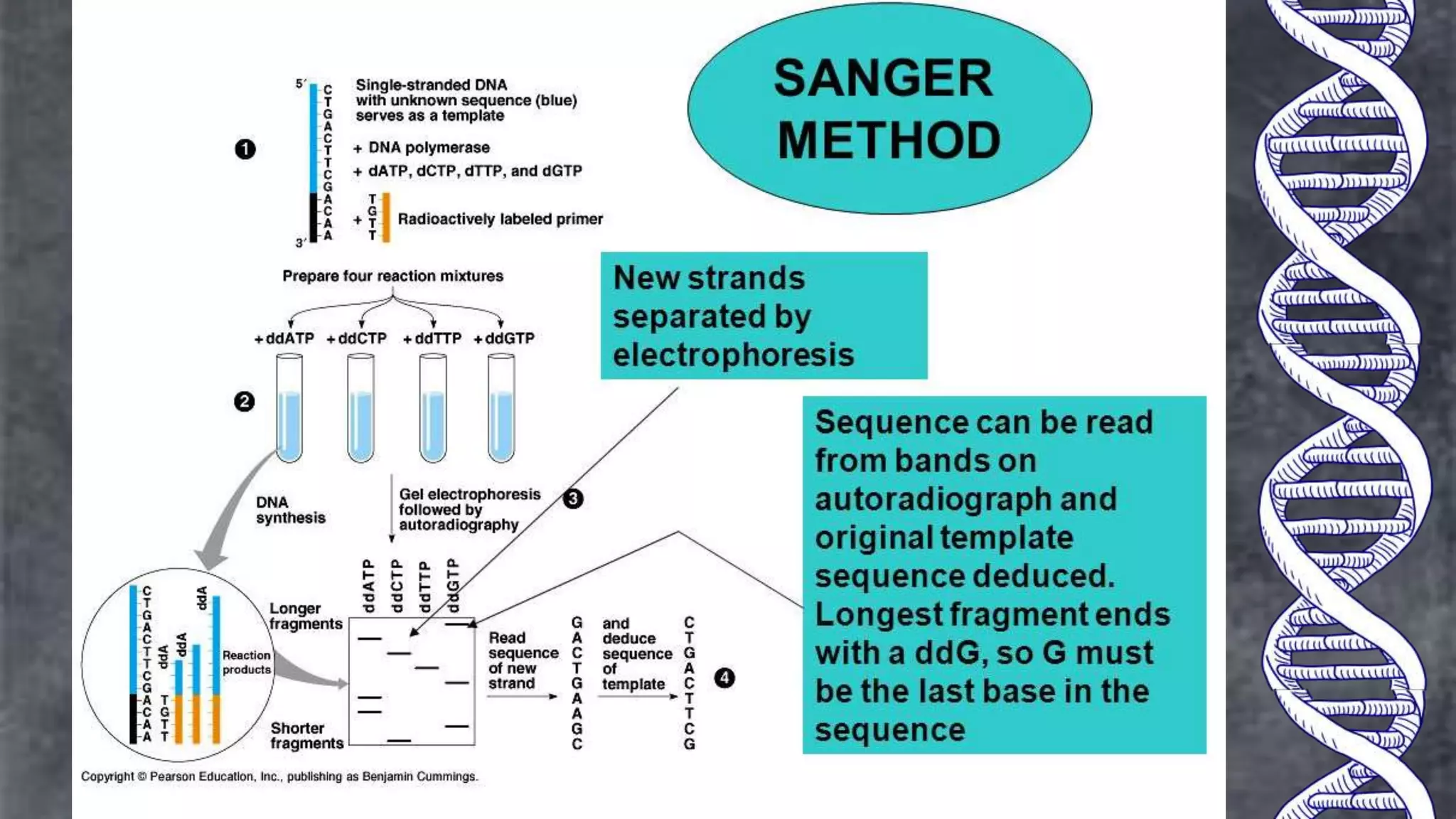 Sanger’s Method of Sequencing (1).pptx