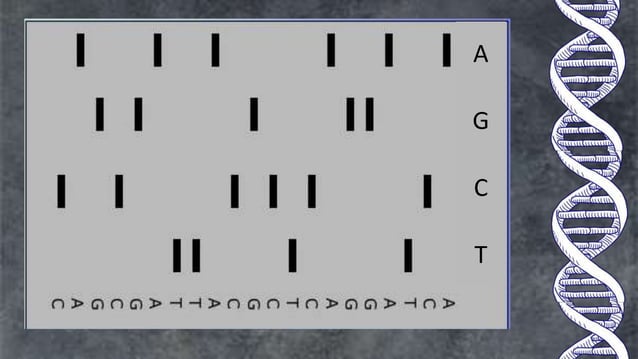 Sanger’s Method of Sequencing (1).pptx